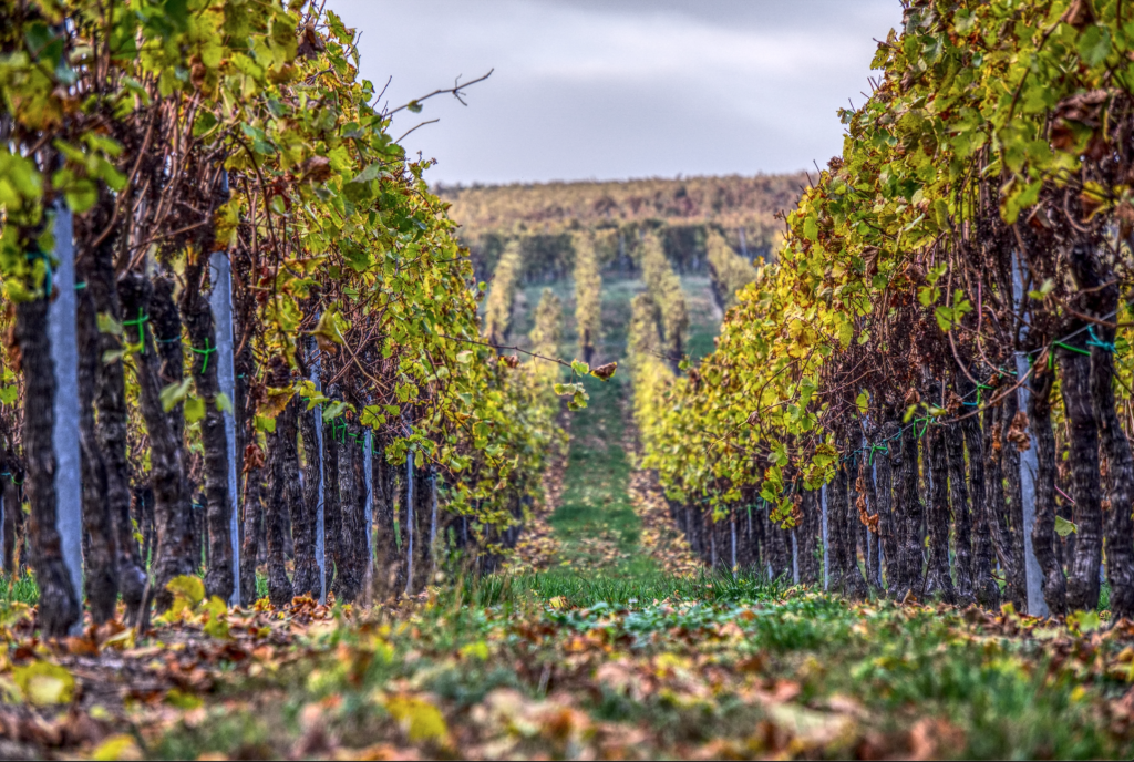 The World's Best Vineyards in 2020 - Taste Topics
